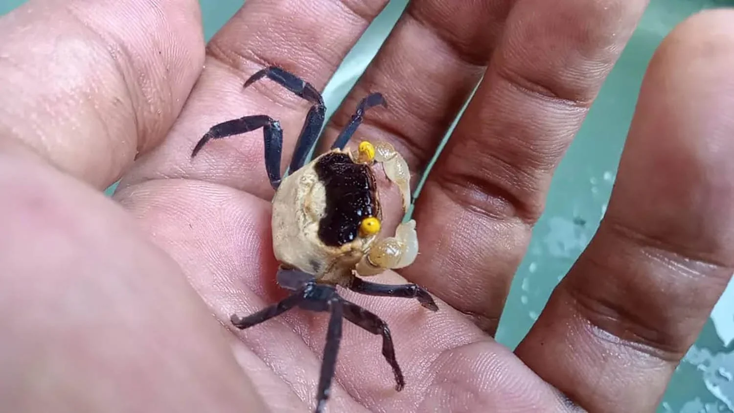 VAMPIRE CRAB SPECIES LIST (GEOSESARMA SPECIES) — Indoor Ecosystem