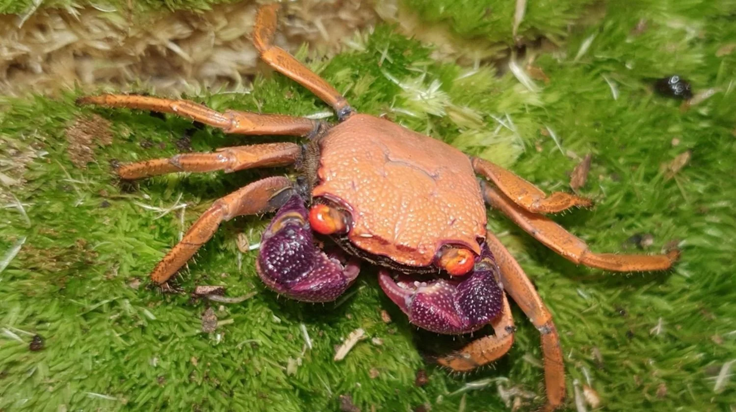 VAMPIRE CRAB SPECIES LIST (GEOSESARMA SPECIES) — Indoor Ecosystem