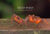 VAMPIRE CRAB SPECIES LIST (GEOSESARMA SPECIES) — Indoor Ecosystem