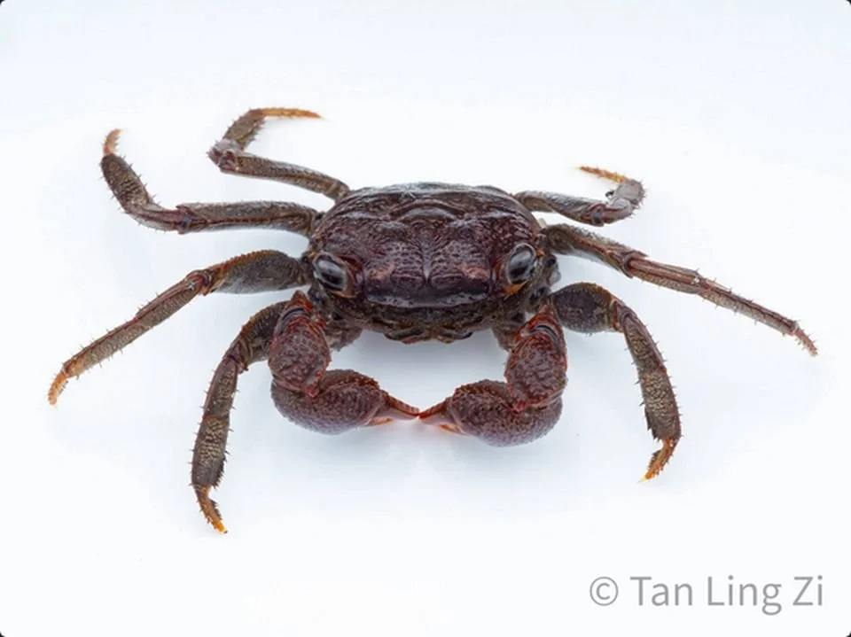 VAMPIRE CRAB SPECIES LIST (GEOSESARMA SPECIES) — Indoor Ecosystem