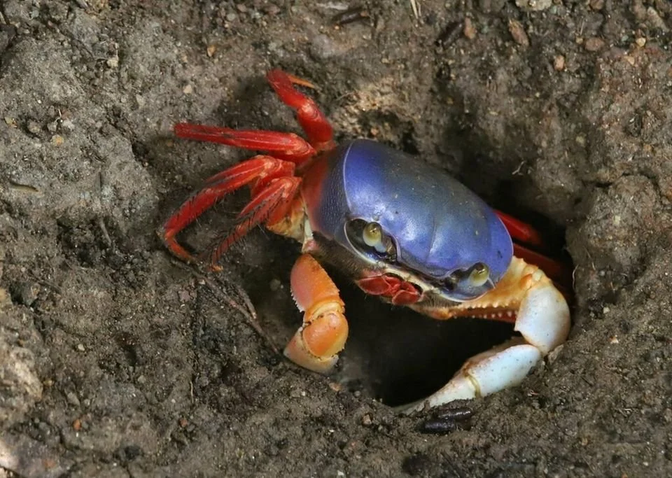 CARDISOMA CARE GUIDE - RAINBOW CRAB CARE GUIDE — Indoor Ecosystem