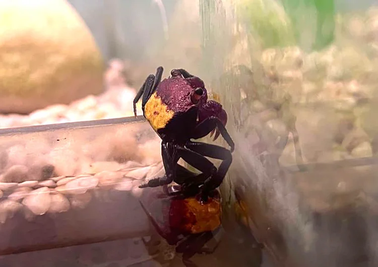 VAMPIRE CRAB SPECIES LIST (GEOSESARMA SPECIES) — Indoor Ecosystem
