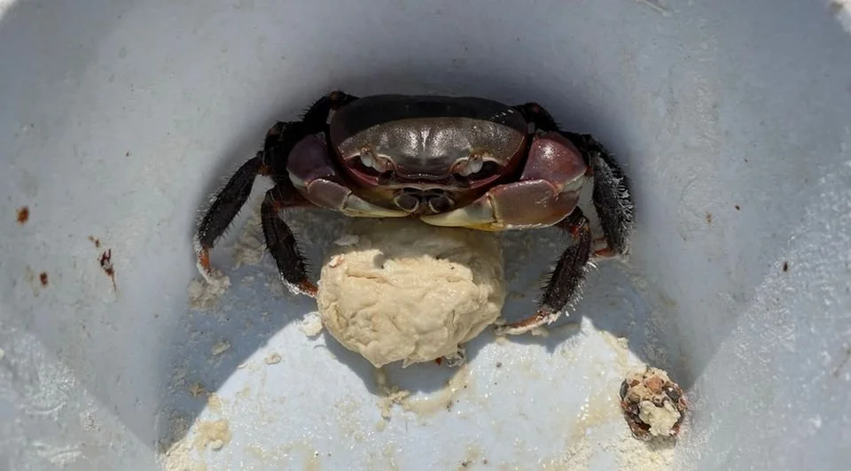 CARDISOMA CARE GUIDE - RAINBOW CRAB CARE GUIDE — Indoor Ecosystem