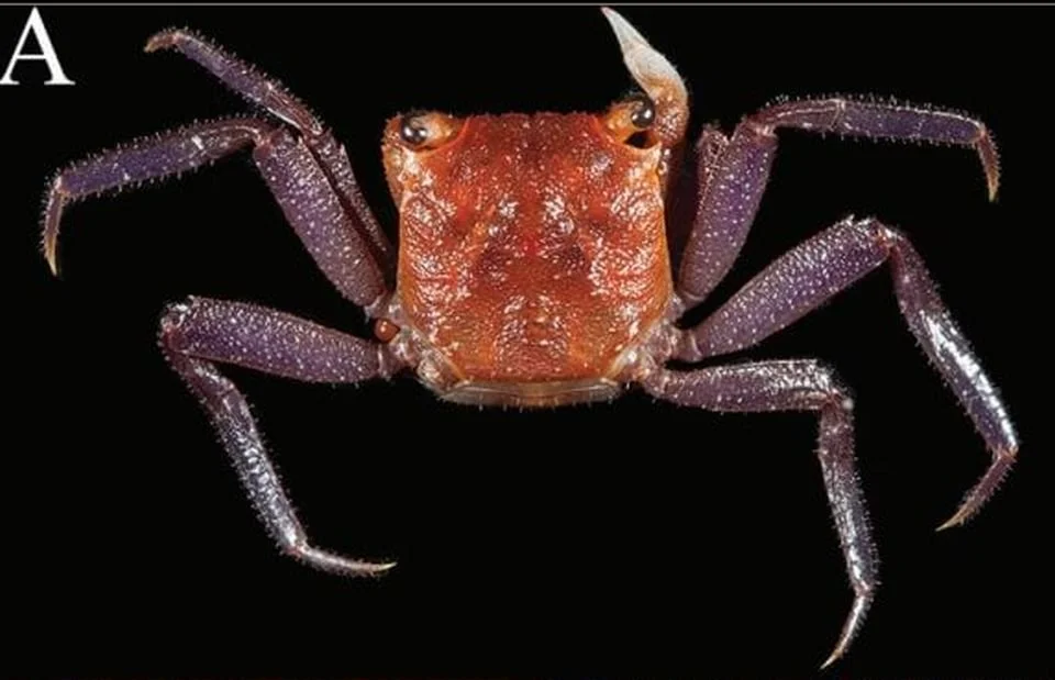 VAMPIRE CRAB SPECIES LIST (GEOSESARMA SPECIES) — Indoor Ecosystem