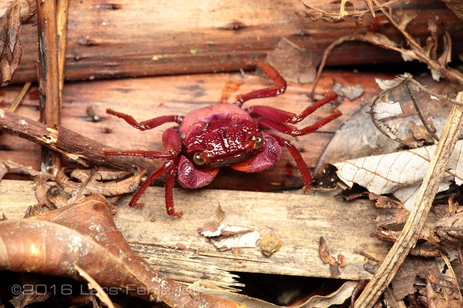 VAMPIRE CRAB SPECIES LIST (GEOSESARMA SPECIES) — Indoor Ecosystem