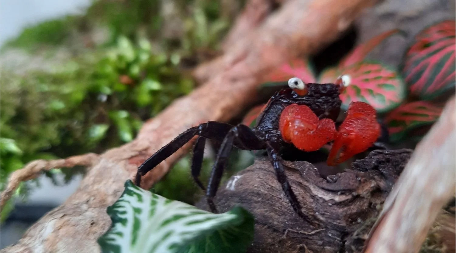VAMPIRE CRAB SPECIES LIST (GEOSESARMA SPECIES) — Indoor Ecosystem