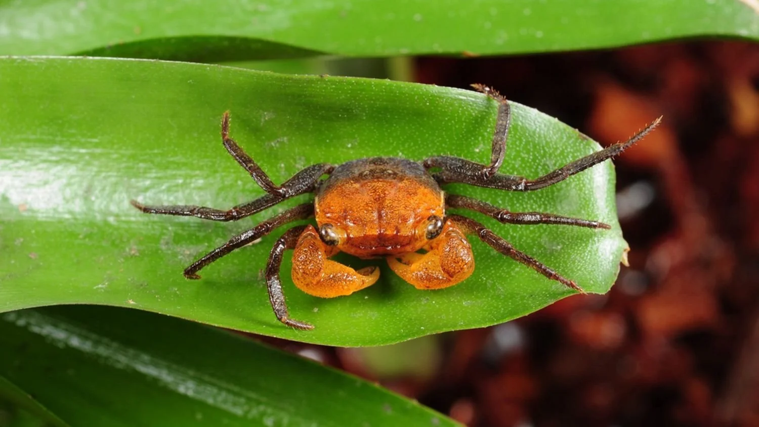 VAMPIRE CRAB SPECIES LIST (GEOSESARMA SPECIES) — Indoor Ecosystem