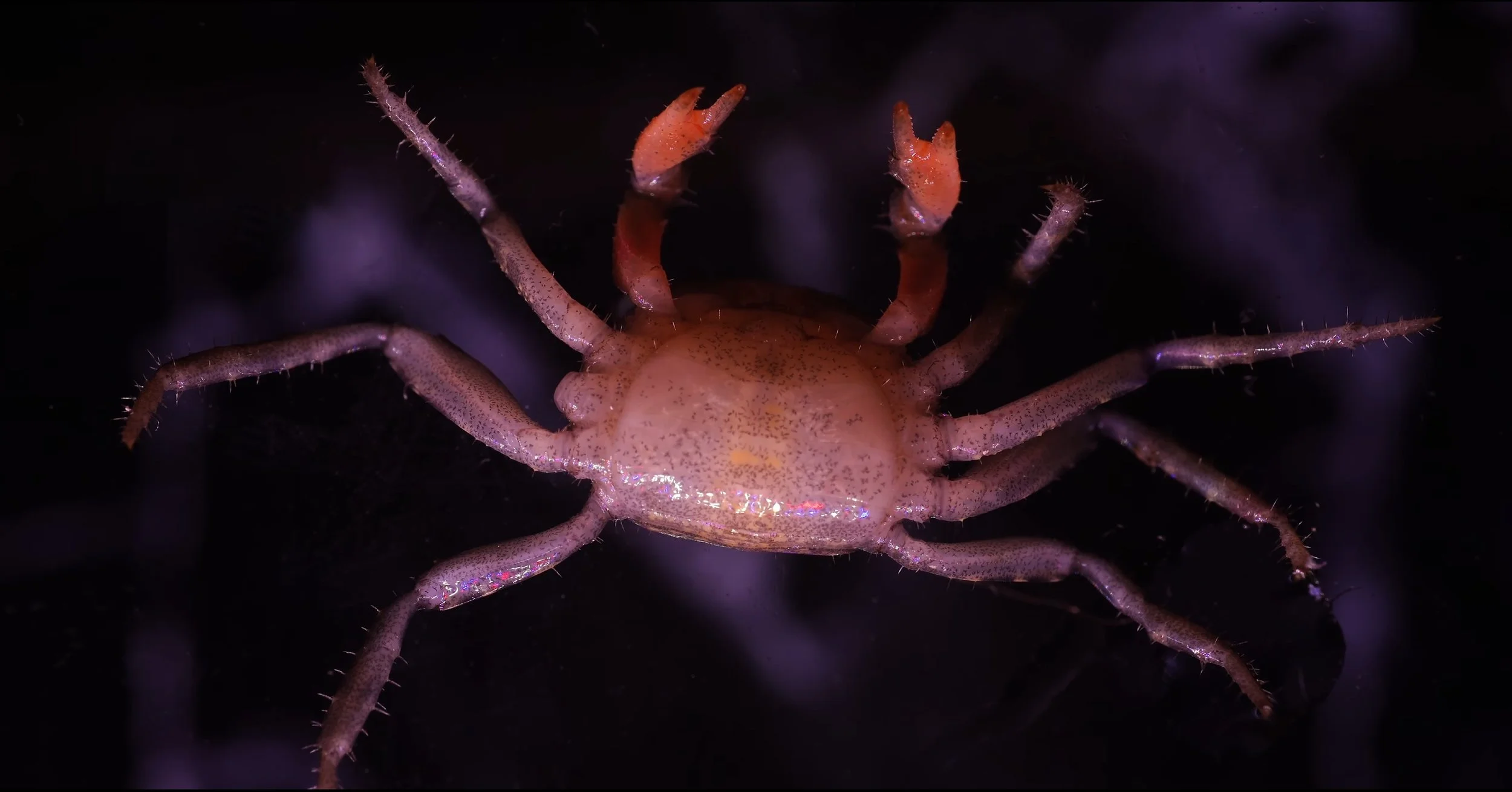 How To Sex Vampire Crabs Identifying Male And Female Vampire Crabs