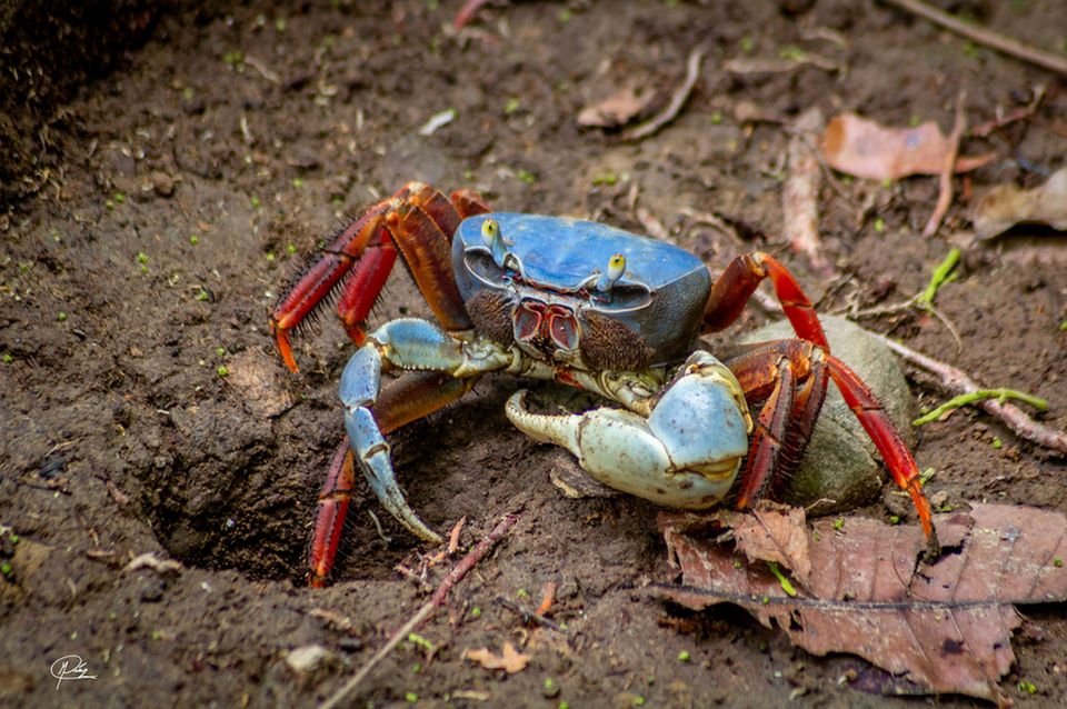 CARDISOMA CARE GUIDE - RAINBOW CRAB CARE GUIDE — Indoor Ecosystem