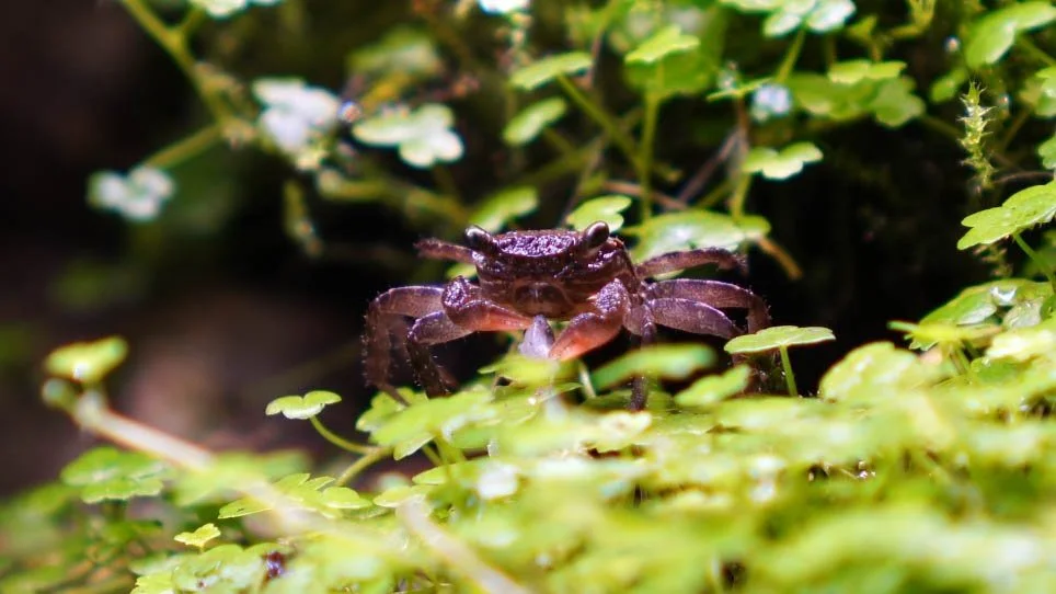 GEOSESARMA VAMPIRE CRAB BREEDING PROCESS & BREEDING CYCLE — Indoor ...
