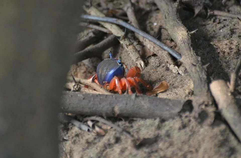CARDISOMA CARE GUIDE - RAINBOW CRAB CARE GUIDE — Indoor Ecosystem