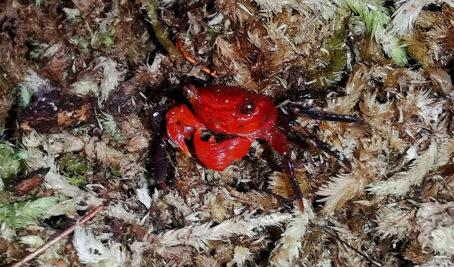 VAMPIRE CRAB SPECIES LIST (GEOSESARMA SPECIES) — Indoor Ecosystem