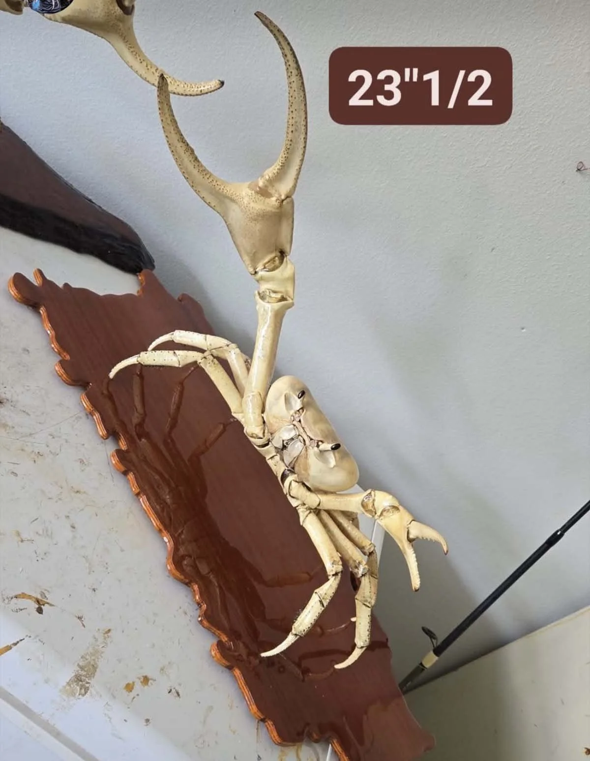 CARDISOMA CARE GUIDE - RAINBOW CRAB CARE GUIDE — Indoor Ecosystem