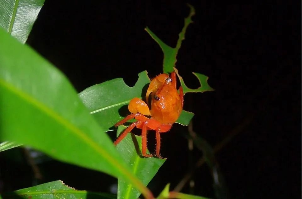 VAMPIRE CRAB SPECIES LIST (GEOSESARMA SPECIES) — Indoor Ecosystem