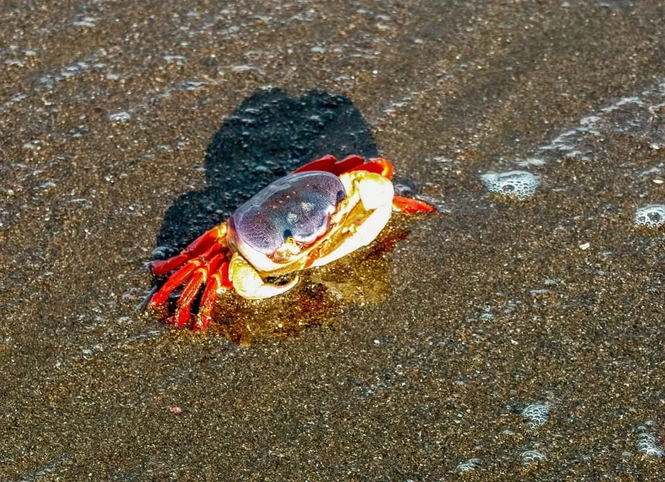 CARDISOMA CARE GUIDE - RAINBOW CRAB CARE GUIDE — Indoor Ecosystem