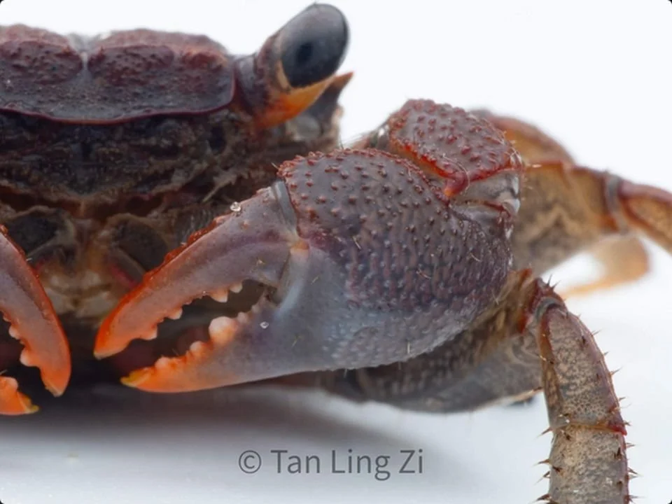 VAMPIRE CRAB SPECIES LIST (GEOSESARMA SPECIES) — Indoor Ecosystem
