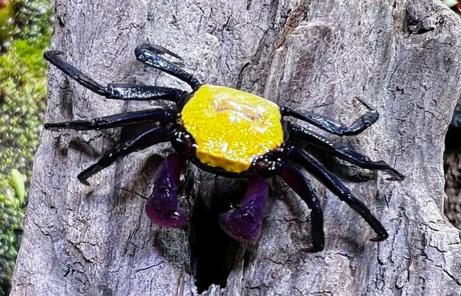 VAMPIRE CRAB SPECIES LIST (GEOSESARMA SPECIES) — Indoor Ecosystem