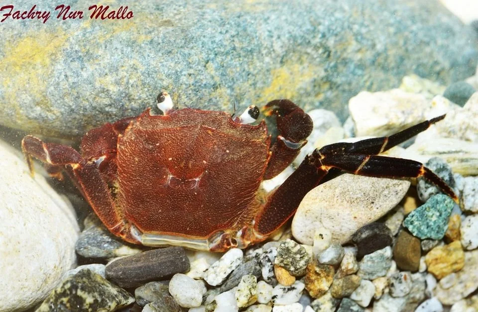 SYNTRIPSA CRAB CARE GUIDE — Indoor Ecosystem