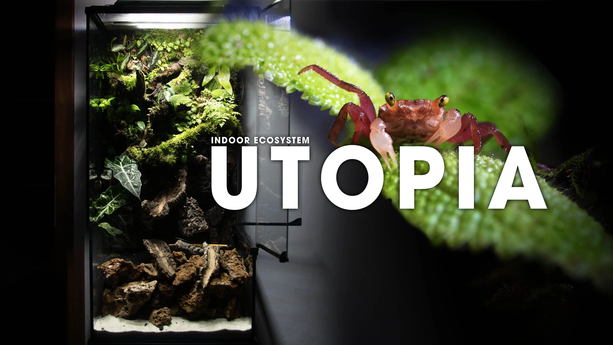 Indoor Ecosystem