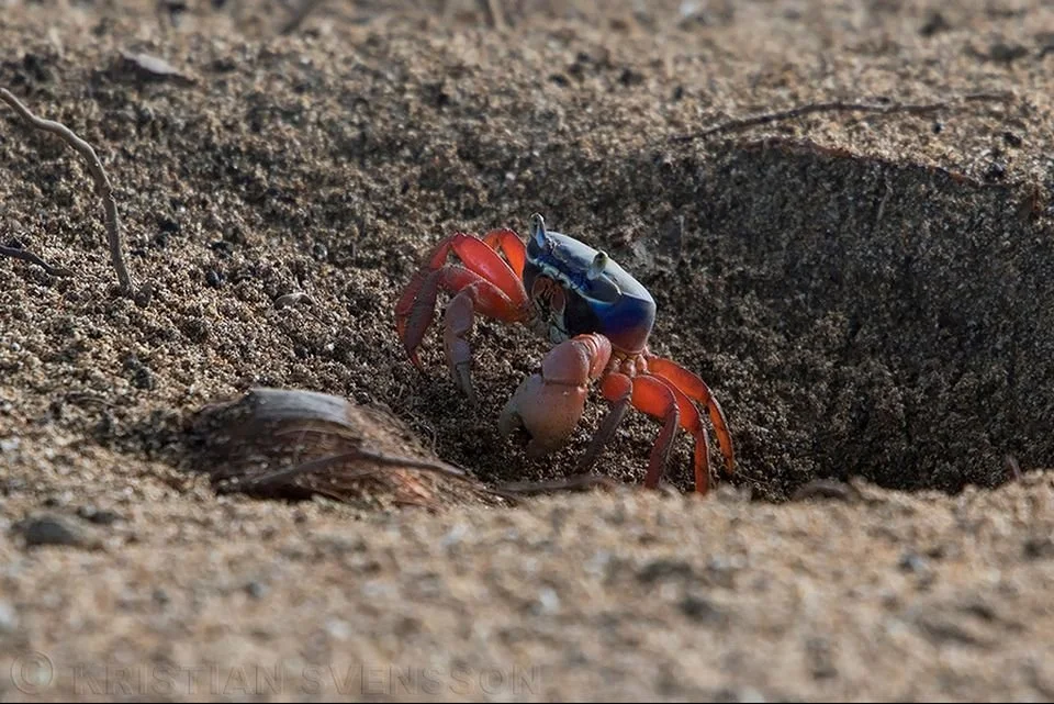 CARDISOMA CARE GUIDE - RAINBOW CRAB CARE GUIDE — Indoor Ecosystem