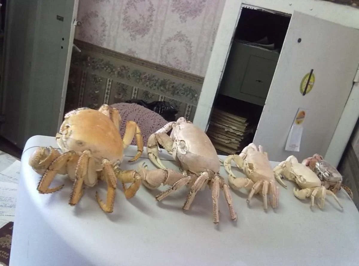 CARDISOMA CARE GUIDE - RAINBOW CRAB CARE GUIDE — Indoor Ecosystem