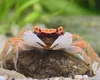 GEOSESARMA TIOMANICUM (DISCO VAMPIRE CRAB) — Indoor Ecosystem