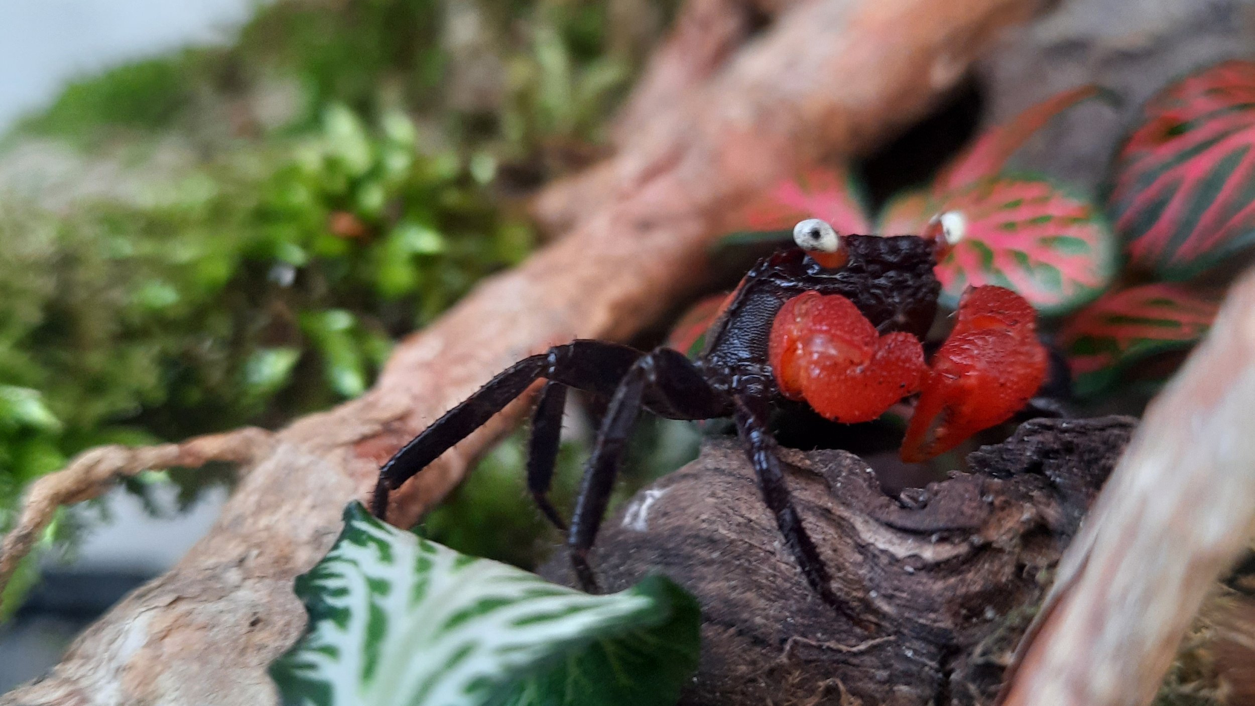 VAMPIRE CRAB SPECIES LIST (GEOSESARMA SPECIES) — Indoor Ecosystem