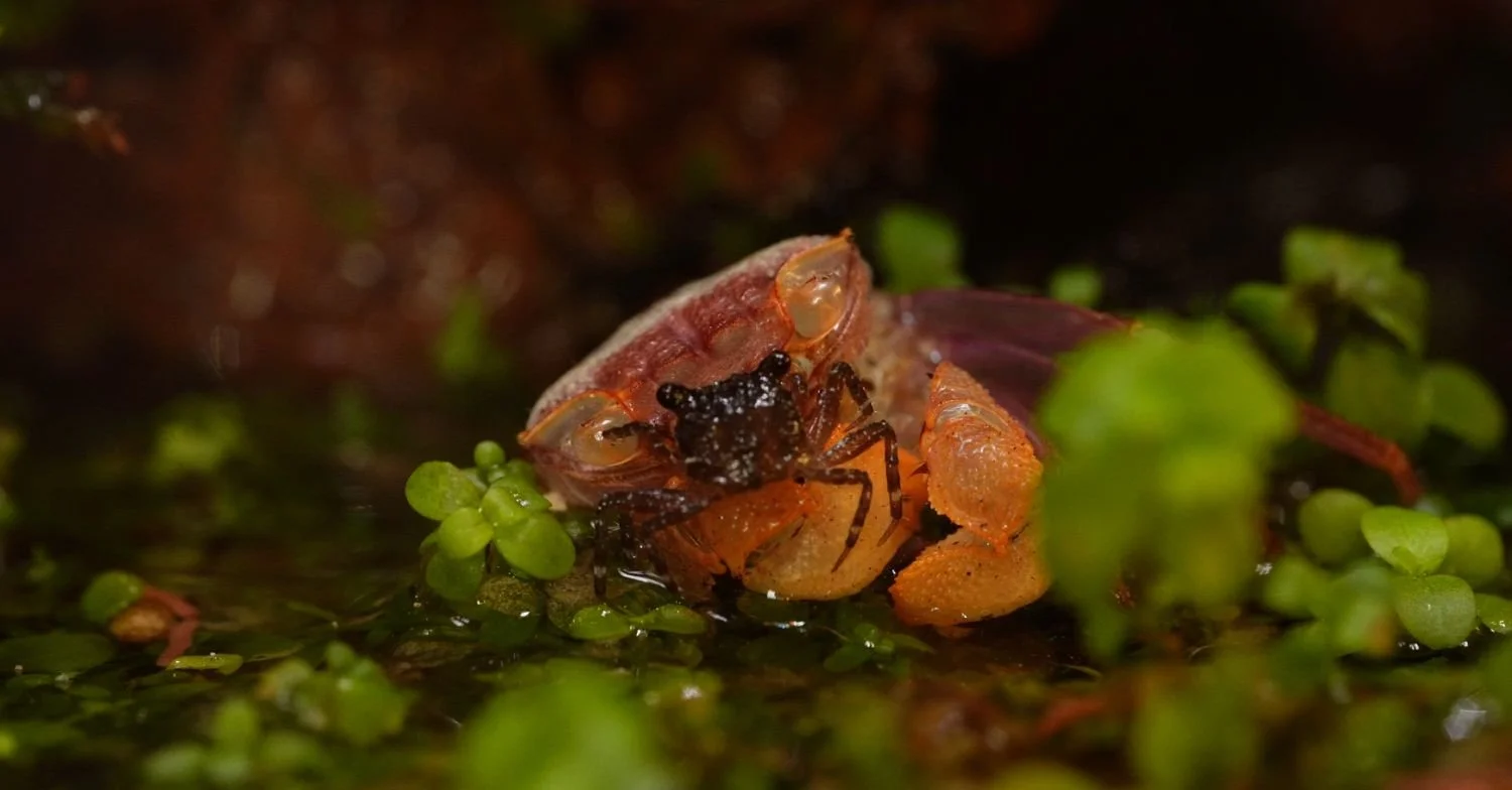 GEOSESARMA NOTOPHORUM (WHITE MANDARIN VAMPIRE CRAB) — Indoor Ecosystem