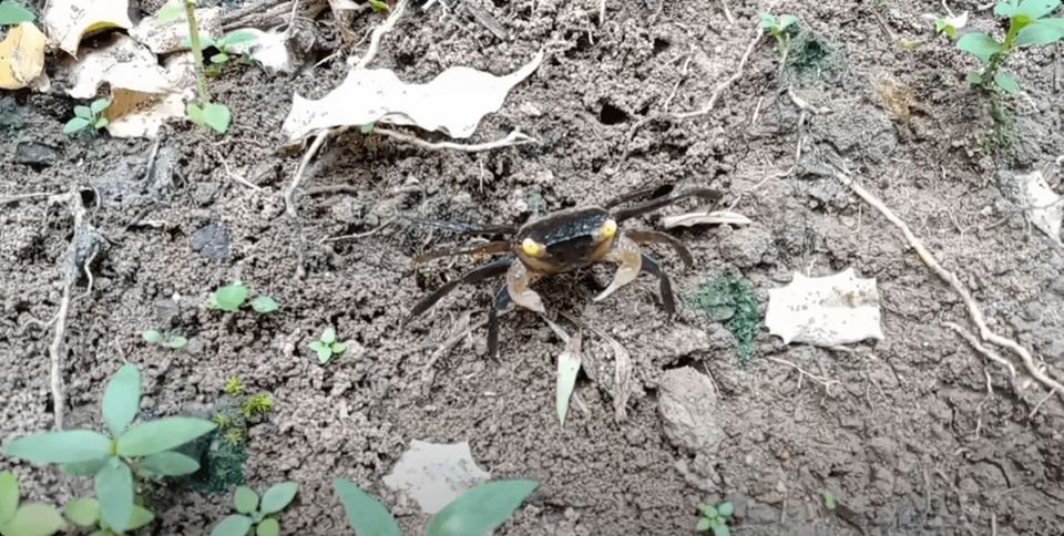 VAMPIRE CRAB SPECIES LIST (GEOSESARMA SPECIES) — Indoor Ecosystem