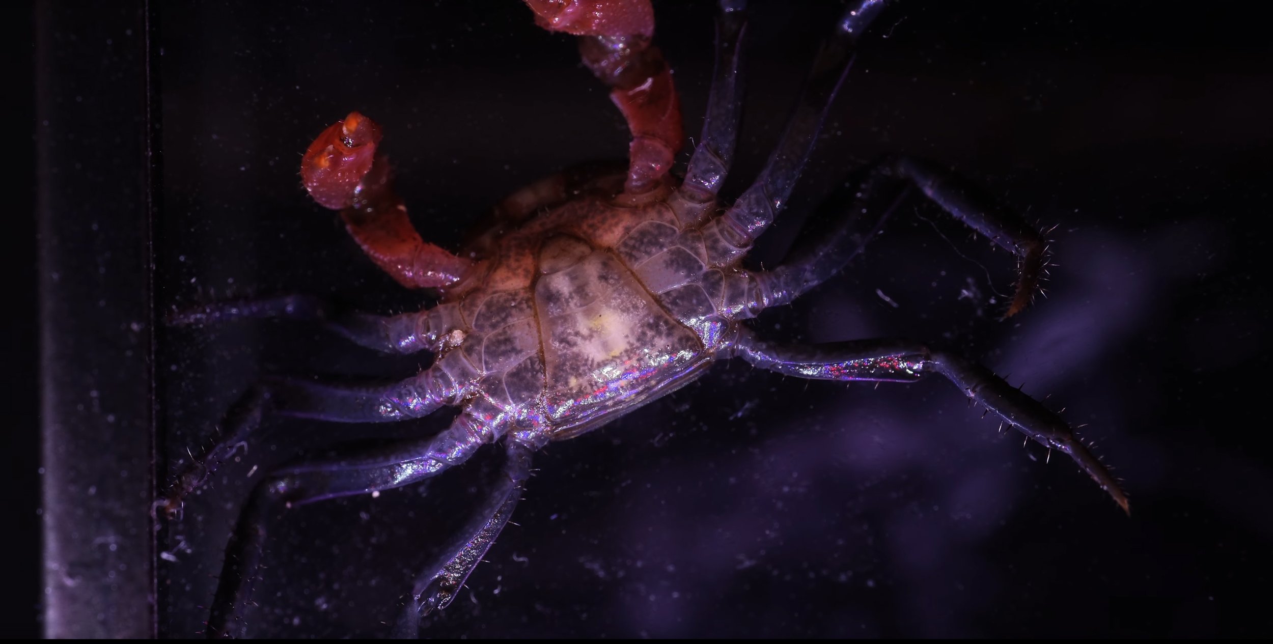 HOW TO SEX VAMPIRE CRABS - IDENTIFYING MALE & FEMALE VAMPIRE CRABS ...