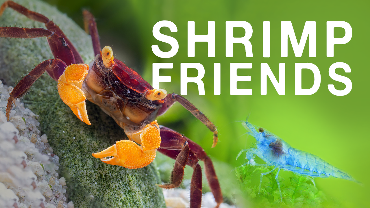 VAMPIRE CRAB TANK MATES - SHRIMP — Indoor Ecosystem