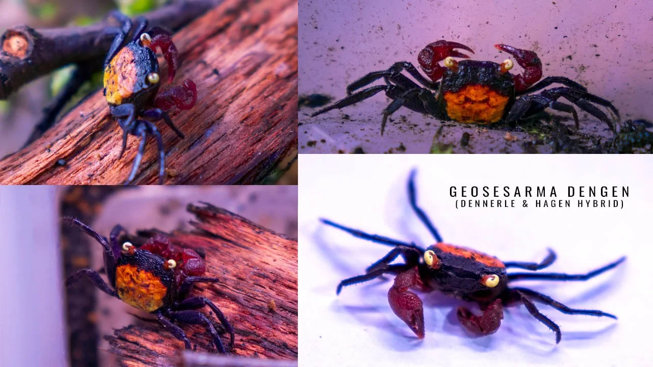 GEOSESARMA HYBRIDS: CROSS BREEDING VAMPIRE CRAB SPECIES — Indoor Ecosystem