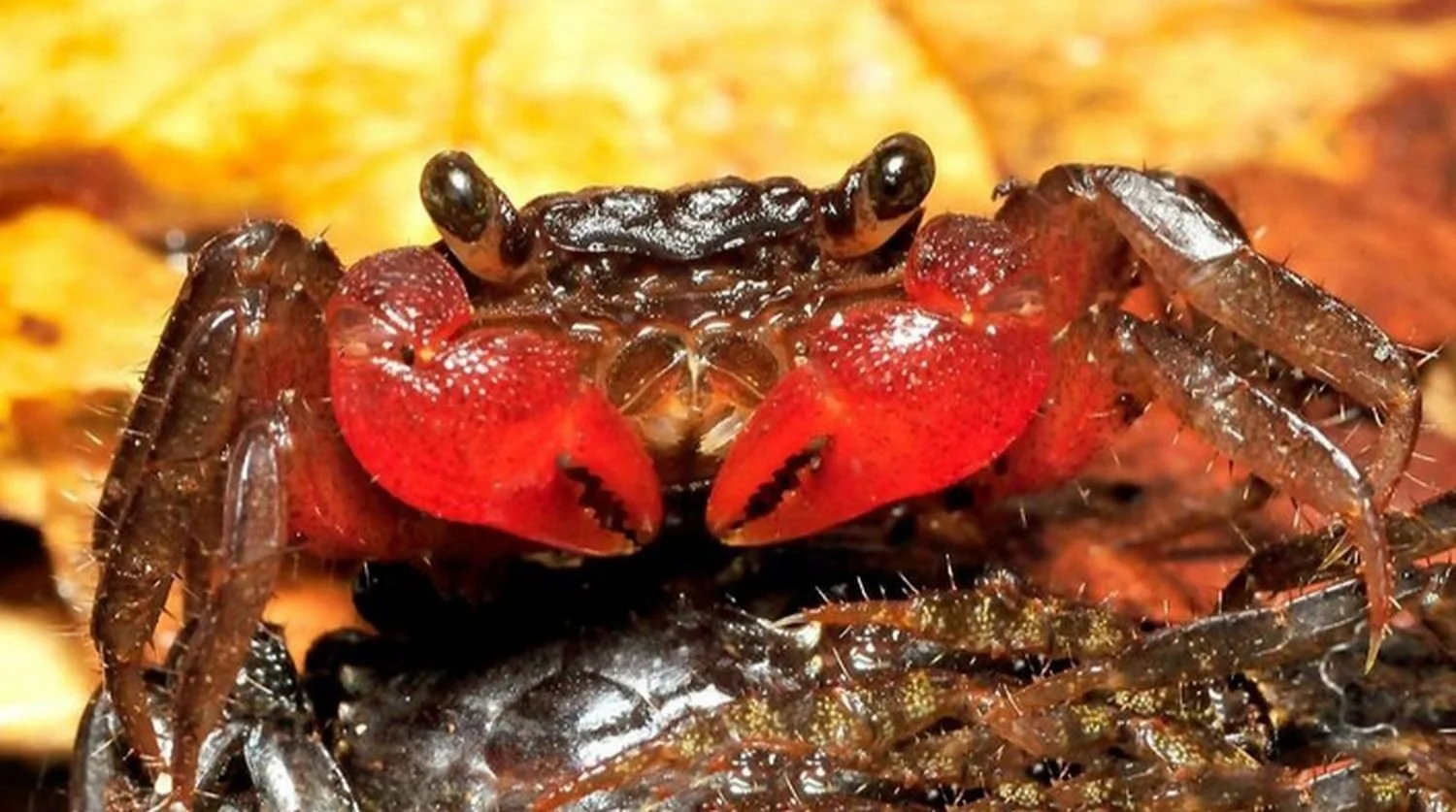 VAMPIRE CRAB SPECIES LIST (GEOSESARMA SPECIES) — Indoor Ecosystem