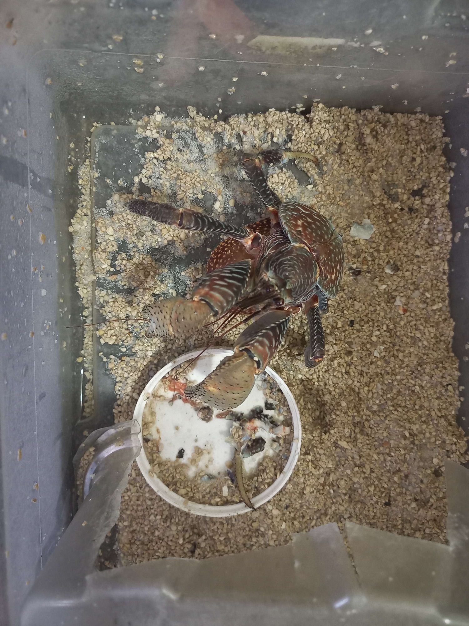 BIRGUS LATRO CARE GUIDE - COCONUT CRAB CARE GUIDE — Indoor Ecosystem