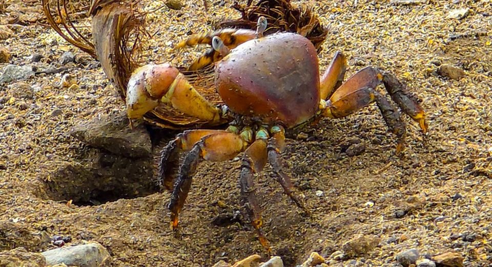 CARDISOMA CARE GUIDE - RAINBOW CRAB CARE GUIDE — Indoor Ecosystem