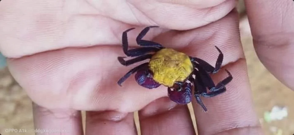 VAMPIRE CRAB SPECIES LIST (GEOSESARMA SPECIES) — Indoor Ecosystem