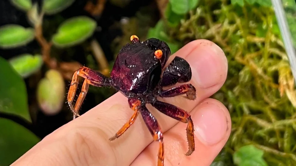 VAMPIRE CRAB SPECIES LIST (GEOSESARMA SPECIES) — Indoor Ecosystem