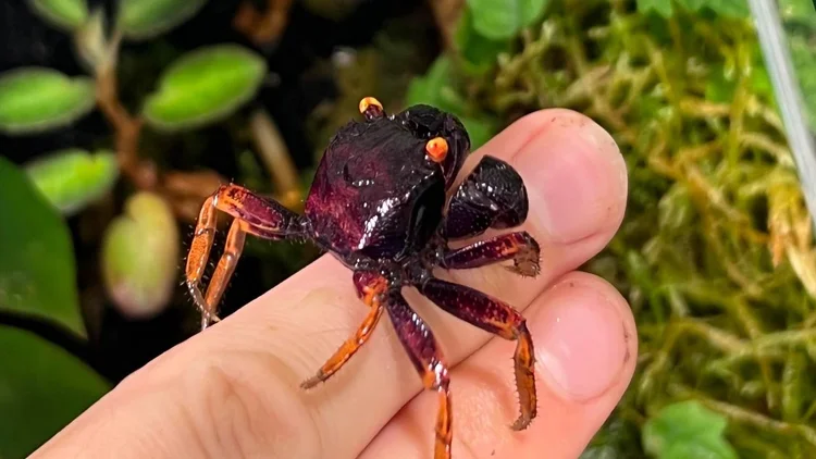 VAMPIRE CRAB SPECIES LIST (GEOSESARMA SPECIES) — Indoor Ecosystem
