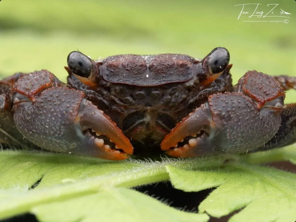 VAMPIRE CRAB SPECIES LIST (GEOSESARMA SPECIES) — Indoor Ecosystem