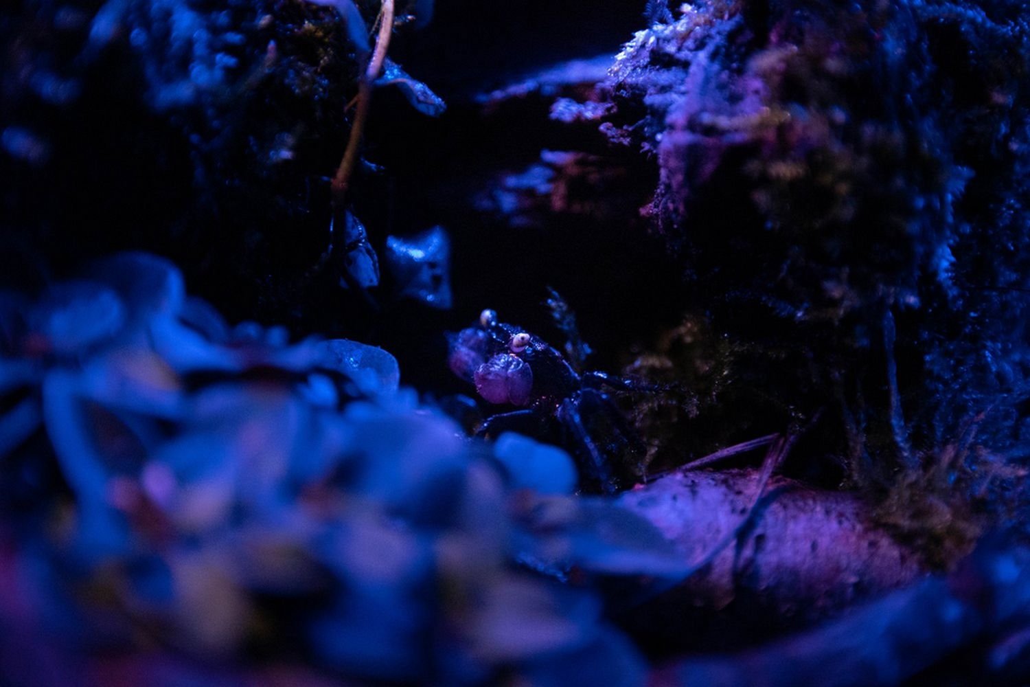 VAMPIRE CRABS: EVERYTHING YOU NEED TO KNOW (Geosesarma) — Indoor Ecosystem