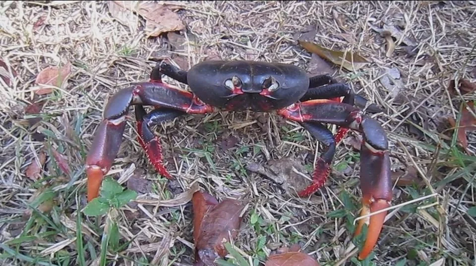 GECARCINUS RURICOLA CARE GUIDE - ZOMBIE LAND CRAB CARE — Indoor Ecosystem