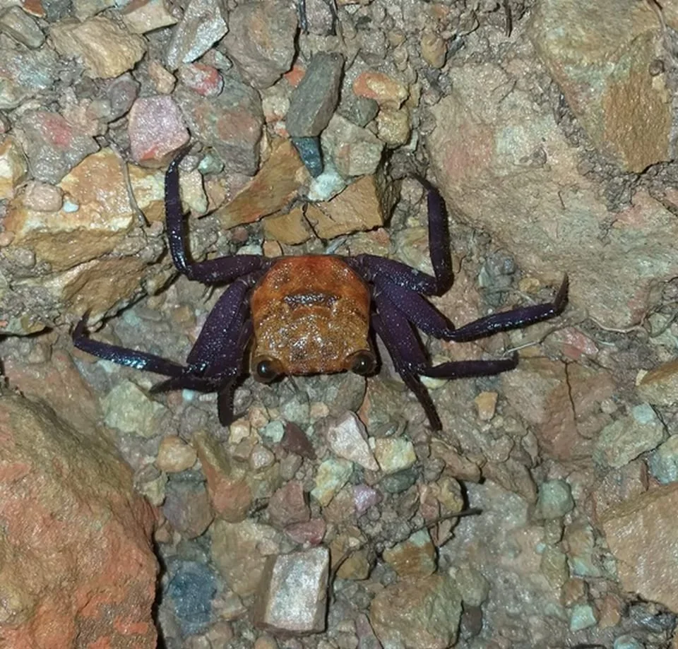 VAMPIRE CRAB SPECIES LIST (GEOSESARMA SPECIES) — Indoor Ecosystem