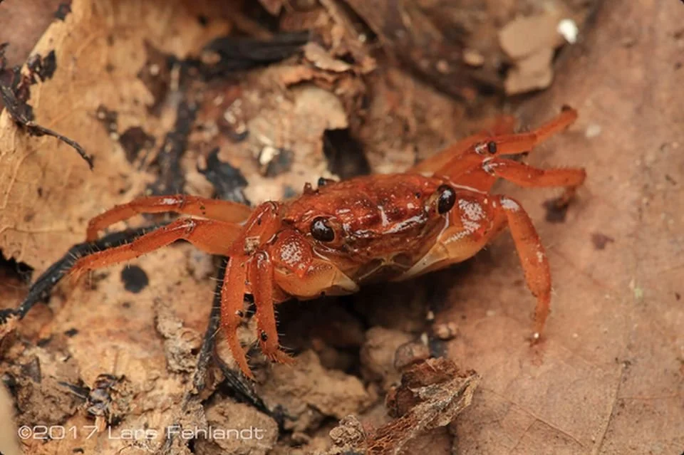 VAMPIRE CRAB SPECIES LIST (GEOSESARMA SPECIES) — Indoor Ecosystem