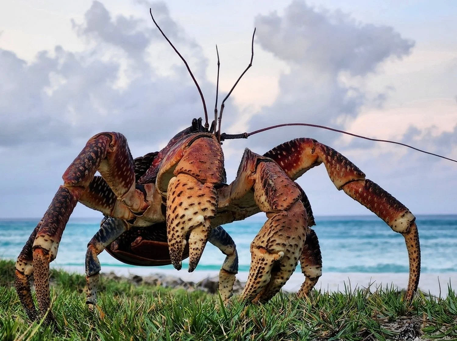 BIRGUS LATRO CARE GUIDE - COCONUT CRAB CARE GUIDE — Indoor Ecosystem