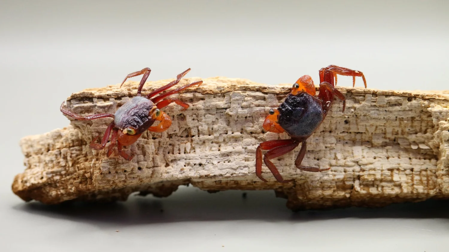 VAMPIRE CRAB SPECIES LIST (GEOSESARMA SPECIES) — Indoor Ecosystem