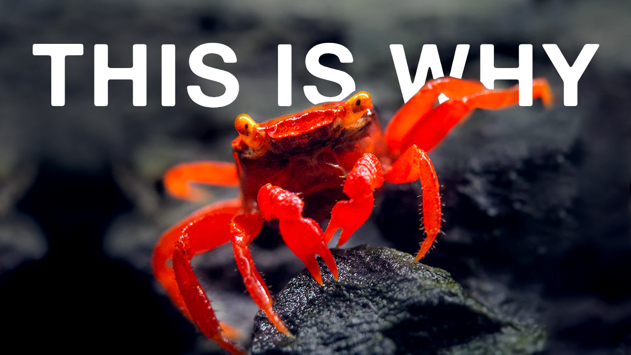 THE MOST COMMON REASONS VAMPIRE CRABS DIE — Indoor Ecosystem