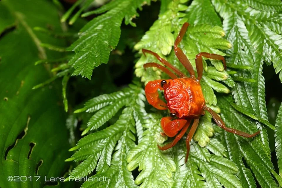 VAMPIRE CRAB SPECIES LIST (GEOSESARMA SPECIES) — Indoor Ecosystem