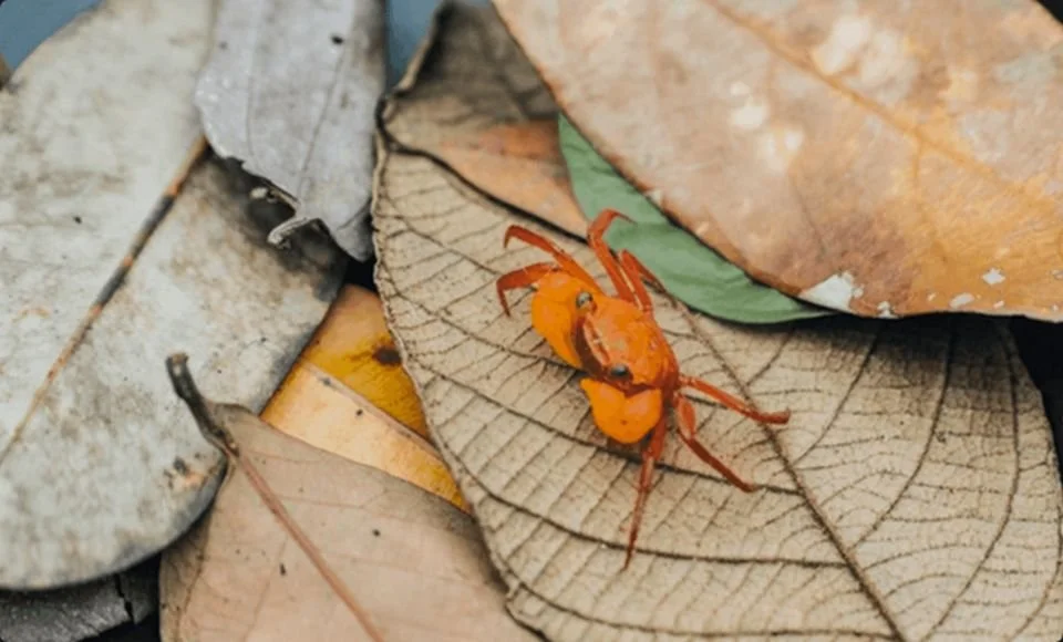 VAMPIRE CRAB SPECIES LIST (GEOSESARMA SPECIES) — Indoor Ecosystem