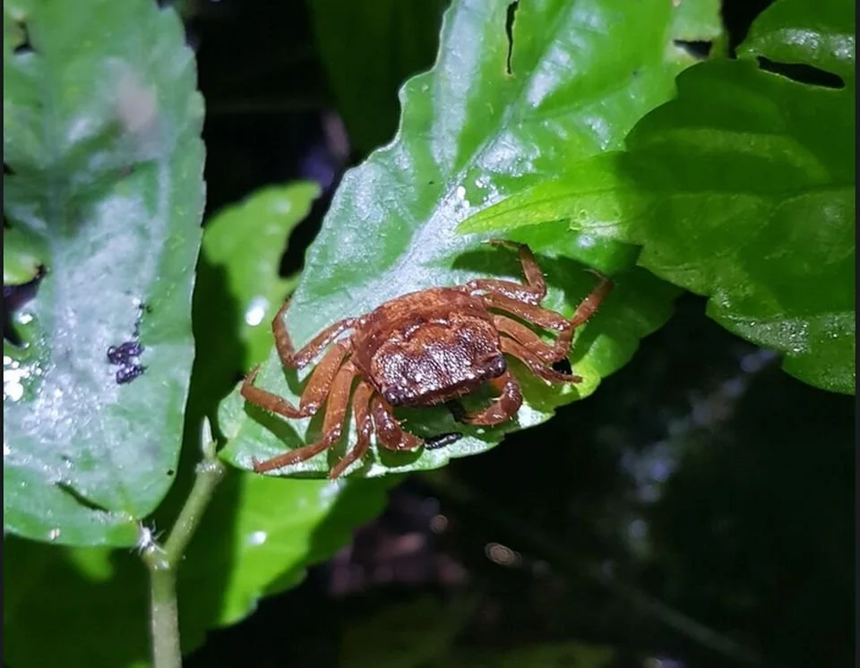 VAMPIRE CRAB SPECIES LIST (GEOSESARMA SPECIES) — Indoor Ecosystem