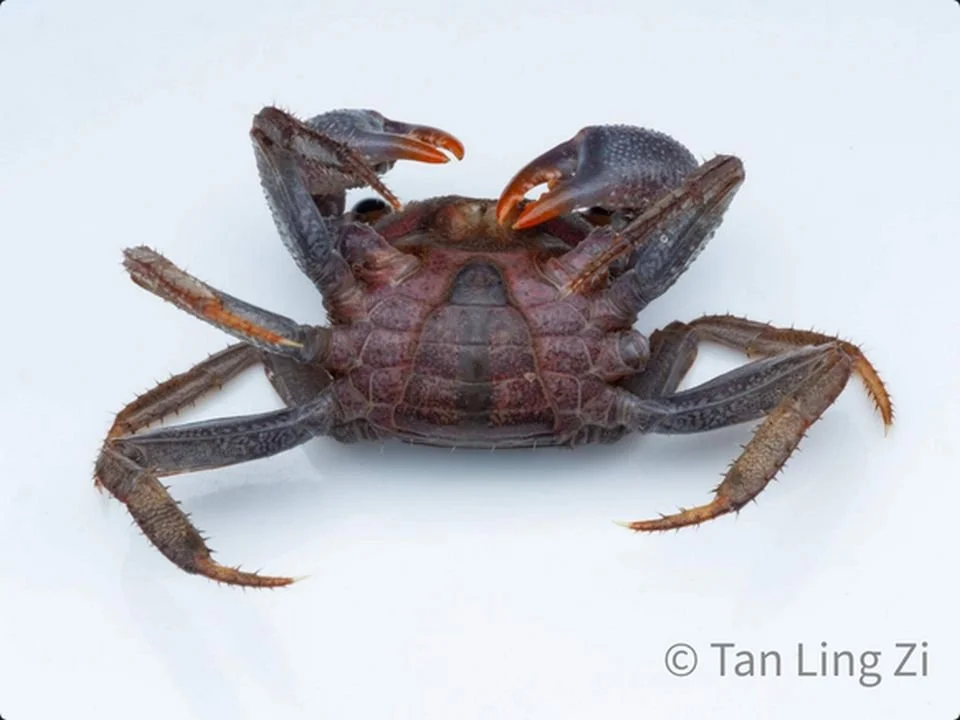 VAMPIRE CRAB SPECIES LIST (GEOSESARMA SPECIES) — Indoor Ecosystem